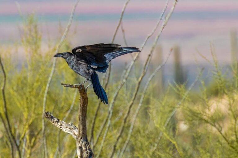 21 Birds Similar To Blue Jays - BirdChronicle.com