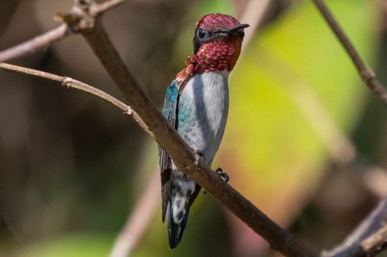 21 Incredible Facts About Bee Hummingbirds (With Pictures)