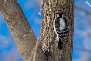 26 Amazing Facts About The Downy Woodpecker