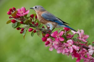 Bluebird Symbolism: 7 Meanings & Representations