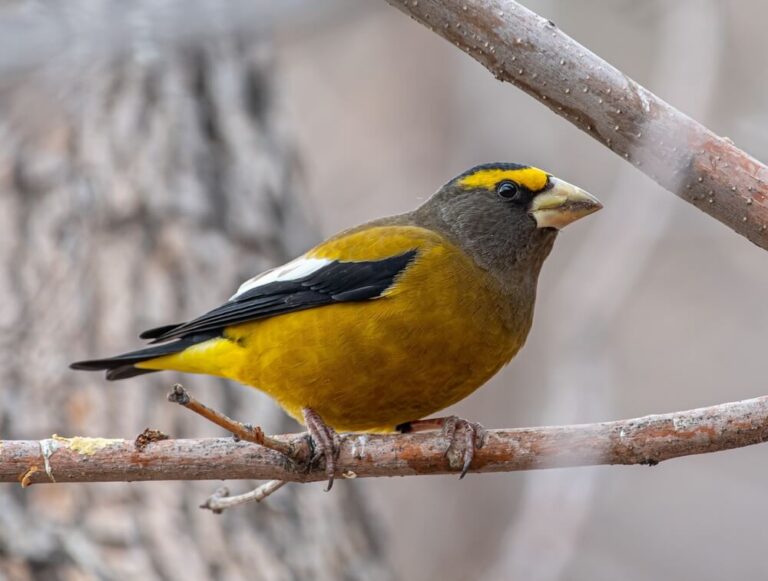 31 Birds That Start With E (With Pictures)