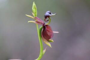 22 Gorgeous Flowers That Look Like Birds (With Pictures)