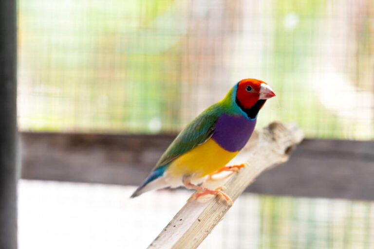 14 Facts About The Gouldian Finch (The Jewel Of Australia)