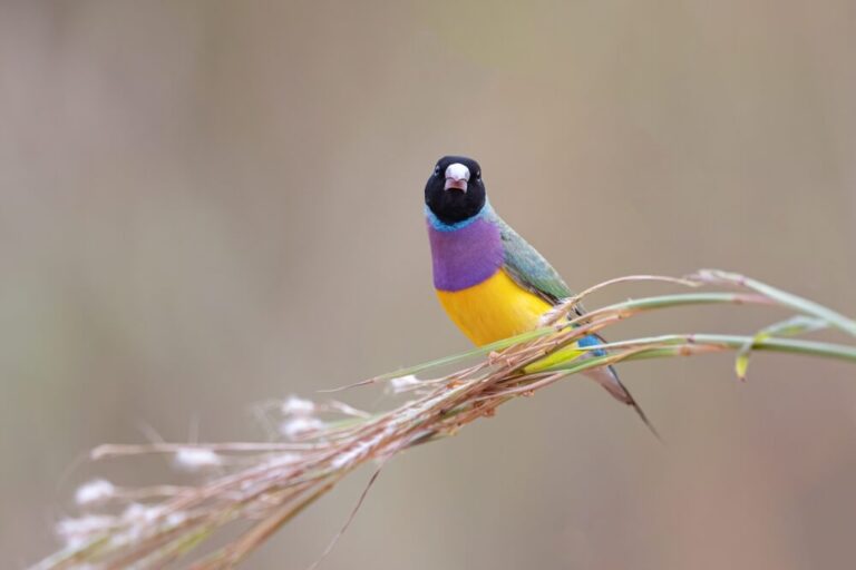 14 Facts About The Gouldian Finch (The Jewel Of Australia)