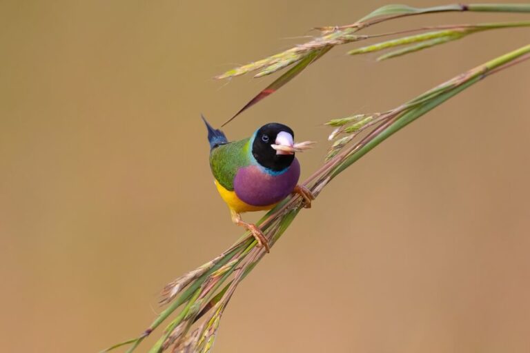 14 Facts About The Gouldian Finch (The Jewel Of Australia)