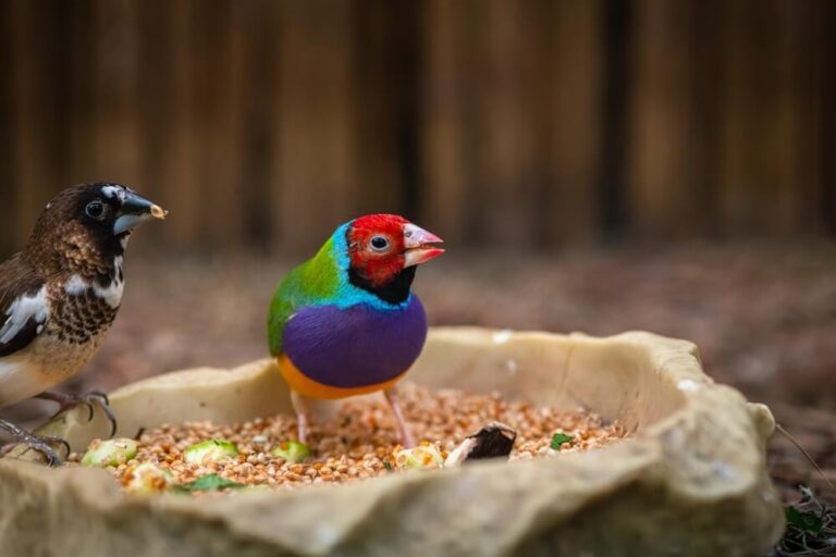 8 Types Of Bird Foods & Which Birds They Will Attract