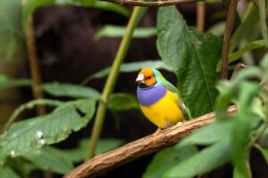 30 Birds That Start With F (With Pictures)