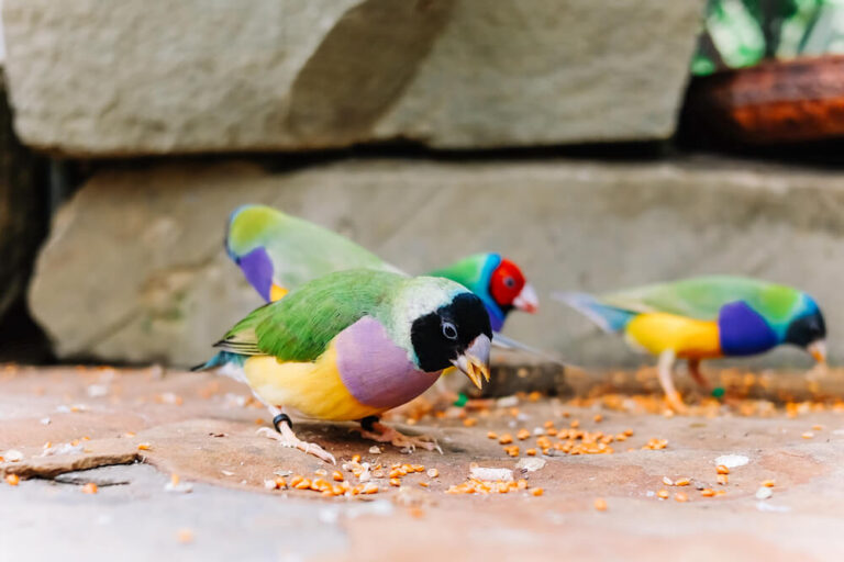 14 Facts About The Gouldian Finch (The Jewel Of Australia)