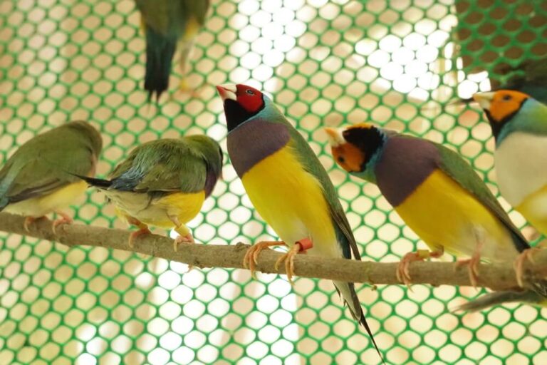 14 Facts About The Gouldian Finch (The Jewel Of Australia)