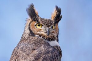 15 Interesting Facts About The Great Horned Owl