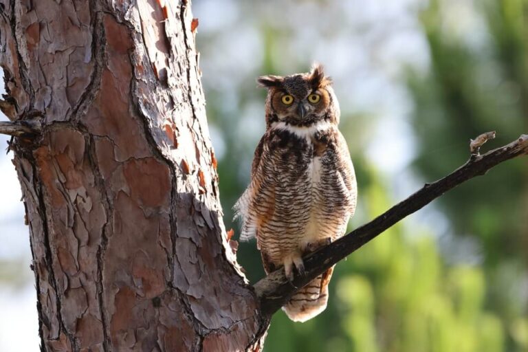 15 Interesting Facts About The Great Horned Owl