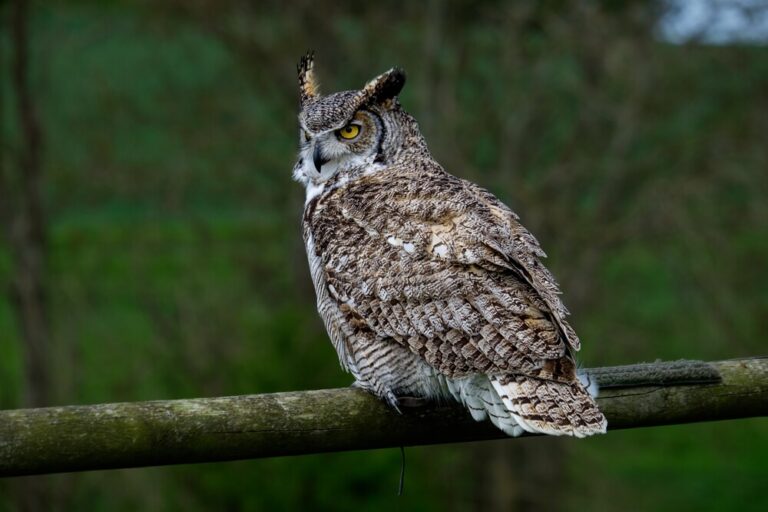 15 Interesting Facts About The Great Horned Owl