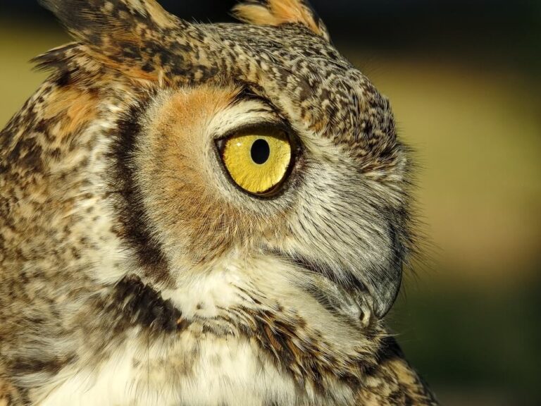 15 Interesting Facts About The Great Horned Owl