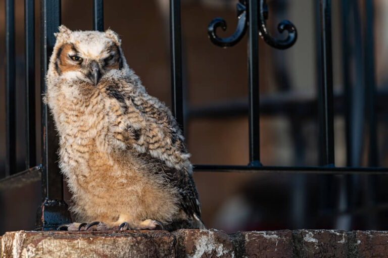 15 Interesting Facts About The Great Horned Owl