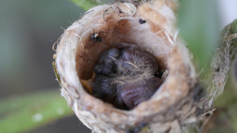 How Big Is A Hummingbird? (Size Comparisons)
