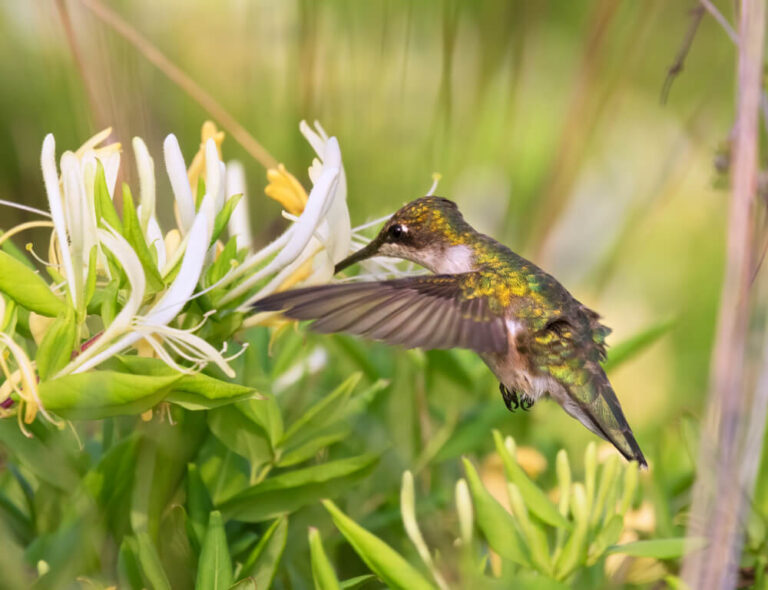 Can Hummingbirds Fly Upside Down? (Everything To Know)