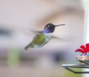 Can A Praying Mantis Kill A Hummingbird? (Answered)