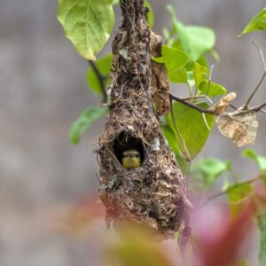 When Do Hummingbirds Lay Eggs? (Plus More)