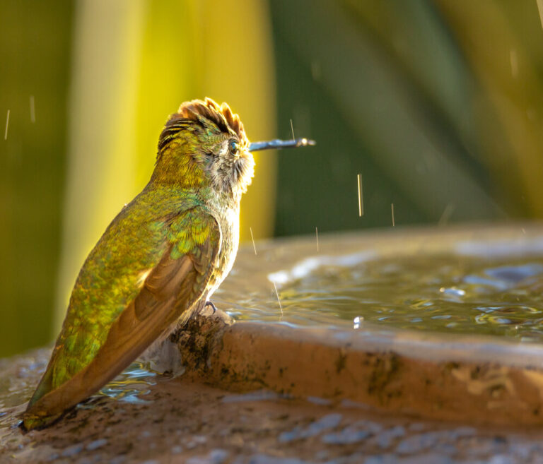 How To Attract Hummingbirds To Your Yard (15 Helpful Tips)
