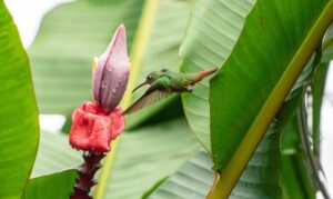 Can A Praying Mantis Kill A Hummingbird? (Answered)