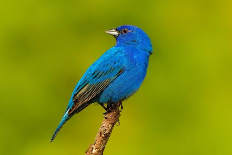 16 Interesting Facts About Indigo Buntings