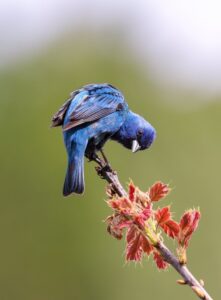 16 Interesting Facts About Indigo Buntings