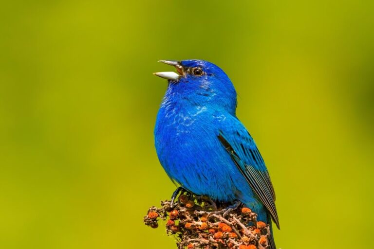 16 Interesting Facts About Indigo Buntings