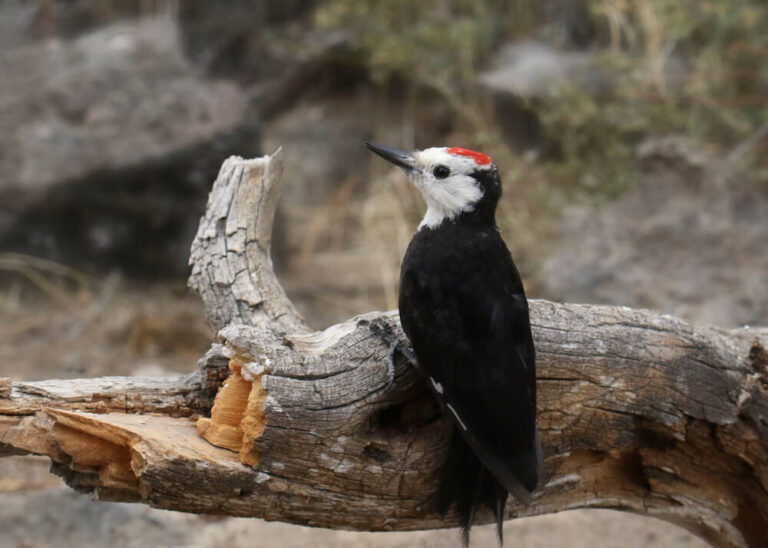 12 Fascinating Facts About The White-Headed Woodpecker