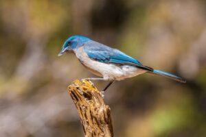 21 Birds Similar To Blue Jays - BirdChronicle.com