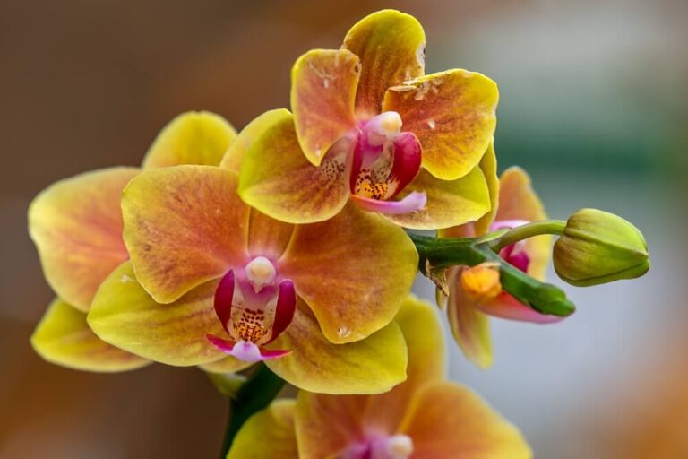 22 Gorgeous Flowers That Look Like Birds (With Pictures)