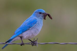 30 Birds That Start With B (Pictures Included)