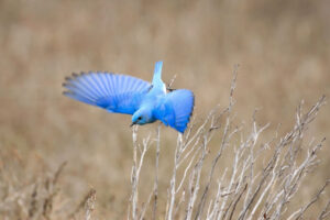 Bluebird Symbolism: 7 Meanings & Representations