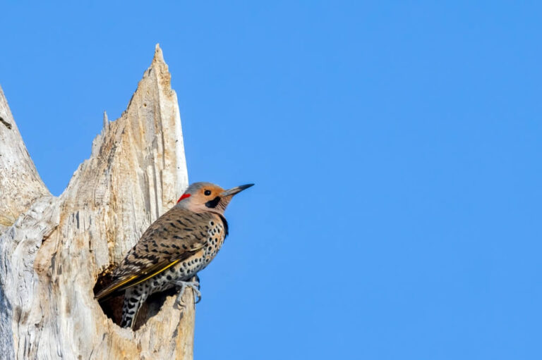 How To Attract Northern Flickers To Your Yard (7 Tips & Tricks)