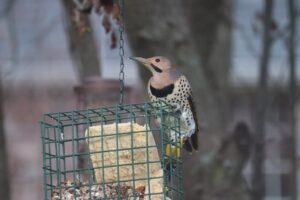 12 Interesting Facts About The Northern Flicker