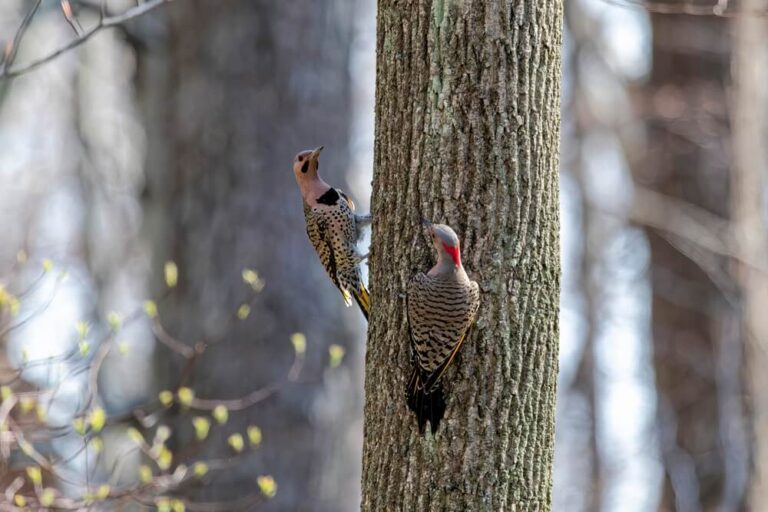 12 Interesting Facts About The Northern Flicker