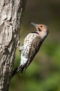 12 Interesting Facts About The Northern Flicker