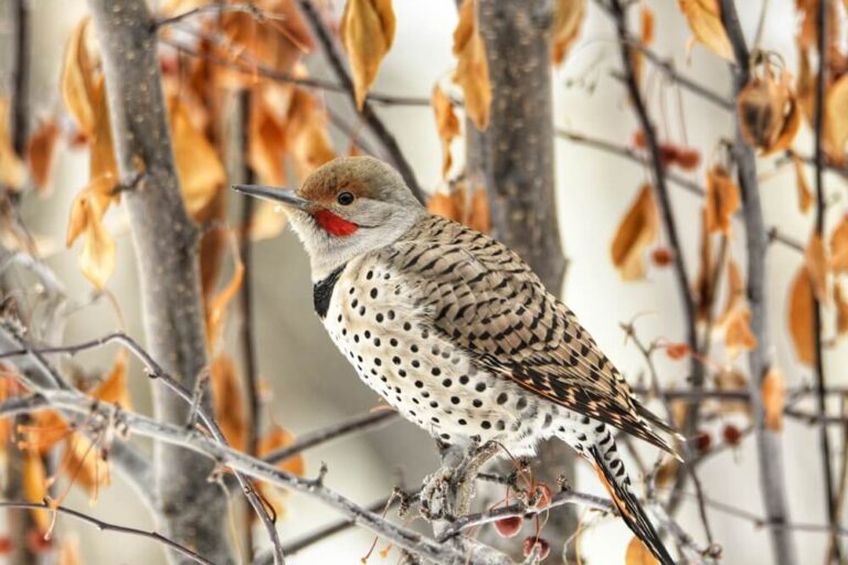 12 Interesting Facts About The Northern Flicker