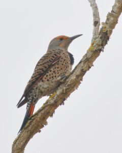 12 Interesting Facts About The Northern Flicker