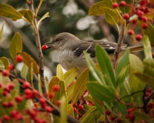 Top 10 Interesting Facts About The Northern Mockingbird