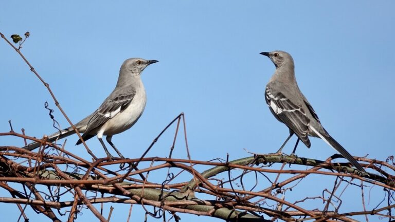 Top 10 Interesting Facts About The Northern Mockingbird