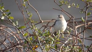 Top 10 Interesting Facts About The Northern Mockingbird