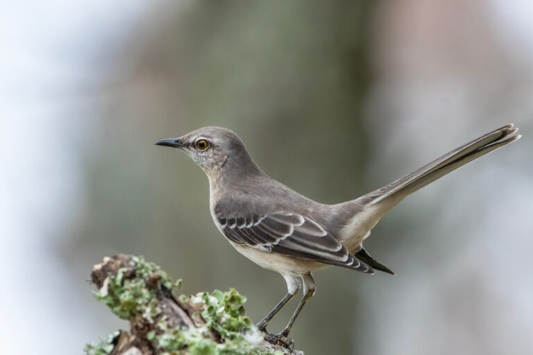 Top 10 Interesting Facts About The Northern Mockingbird