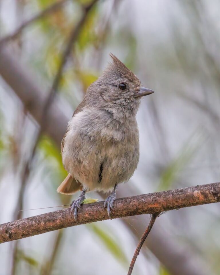 20 Birds With Crests In North America (With Pictures)