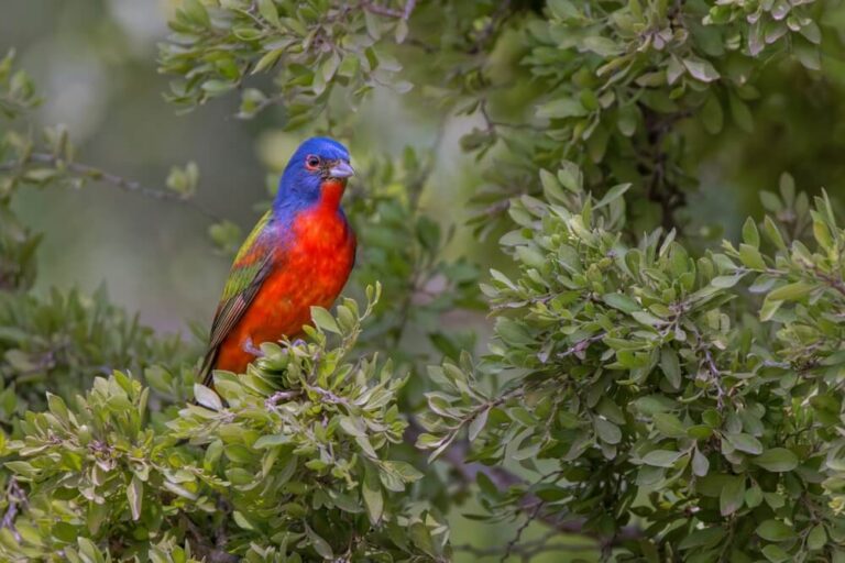 15 Amazing Facts About The Painted Bunting