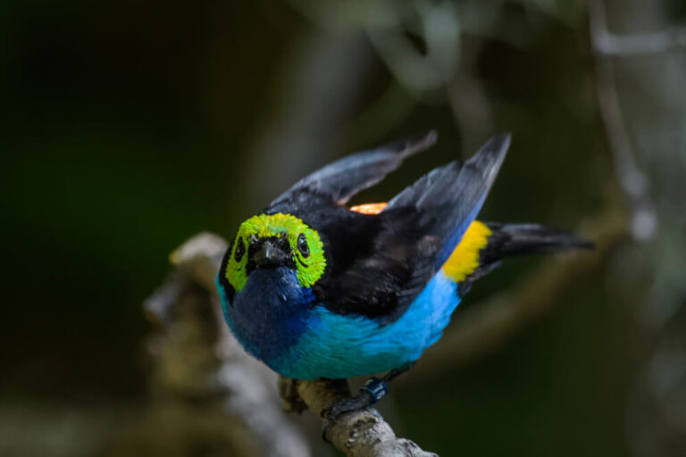 13 Amazing Facts About Paradise Tanagers (With Photos)