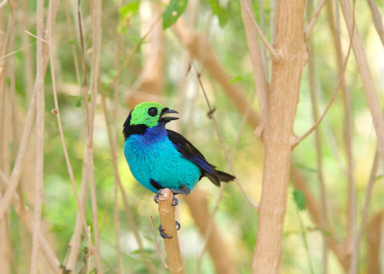 13 Amazing Facts About Paradise Tanagers (With Photos)