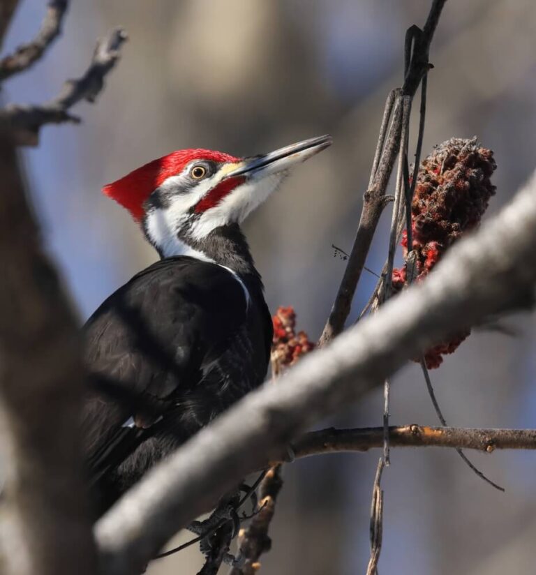 13 Interesting Facts About Pileated Woodpeckers