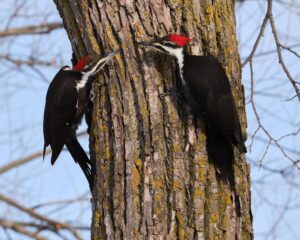13 Interesting Facts About Pileated Woodpeckers