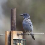 12 Fascinating Facts About The Pinyon Jay