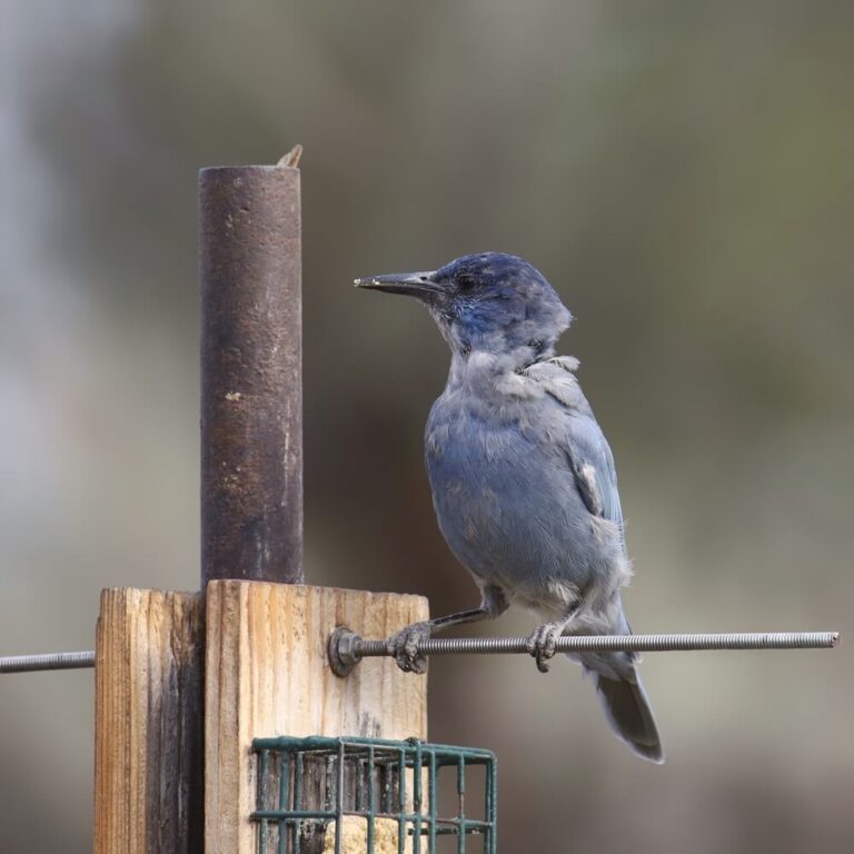 12 Fascinating Facts About The Pinyon Jay